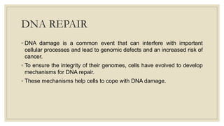 DNA Damage and DNA Repair- Dr. Sonia Angeline | PDF