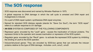 DNA Damage and DNA Repair- Dr. Sonia Angeline | PDF