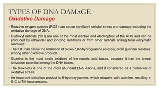 DNA Damage and DNA Repair- Dr. Sonia Angeline | PDF