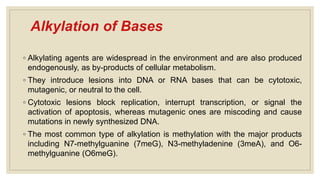 DNA Damage and DNA Repair- Dr. Sonia Angeline | PDF | Chemistry | Science