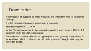 DNA Damage and DNA Repair- Dr. Sonia Angeline | PDF | Chemistry | Science
