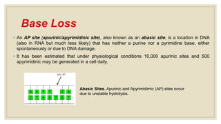 DNA Damage and DNA Repair- Dr. Sonia Angeline | PDF