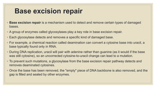 DNA Damage and DNA Repair- Dr. Sonia Angeline | PPT
