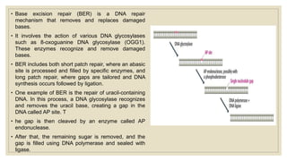 DNA Damage and DNA Repair- Dr. Sonia Angeline | PPT