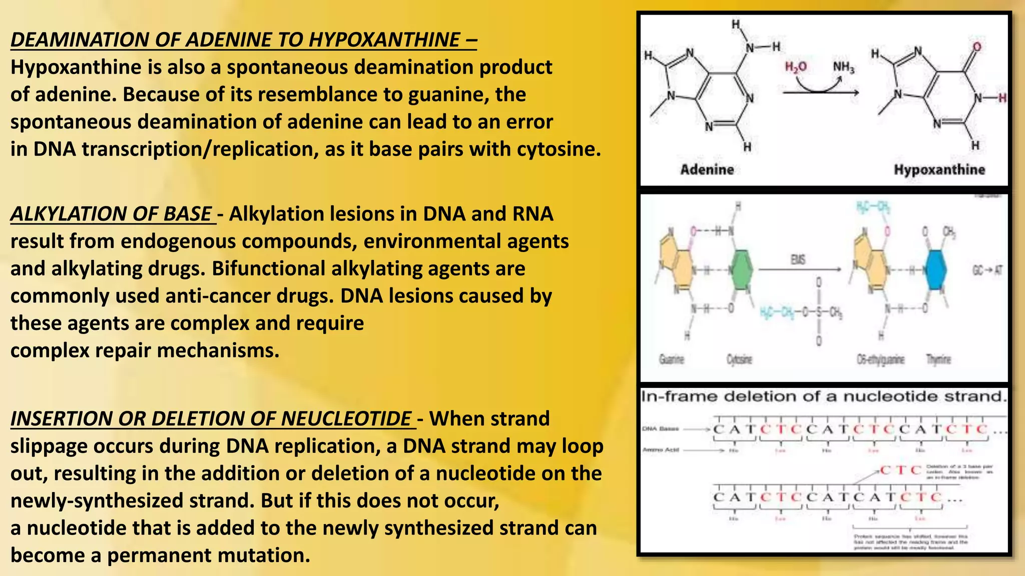 DNA DAMAGE AND MUTATION.pptx