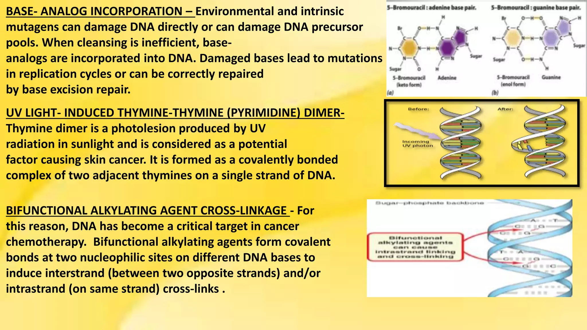 DNA DAMAGE AND MUTATION.pptx