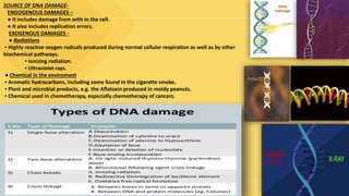 DNA DAMAGE AND MUTATION.pptx