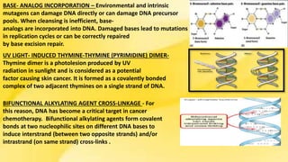 DNA DAMAGE AND MUTATION.pptx