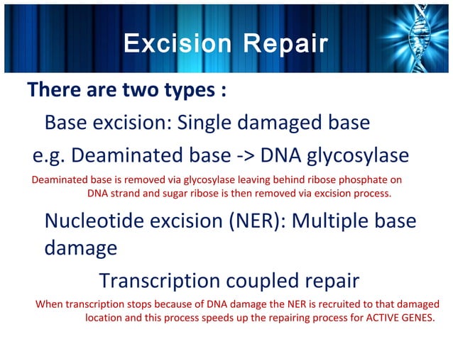 Dna damage and repair | PPT