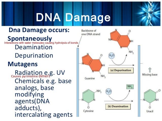 Dna damage and repair