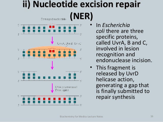Nucleotide Excision Repair