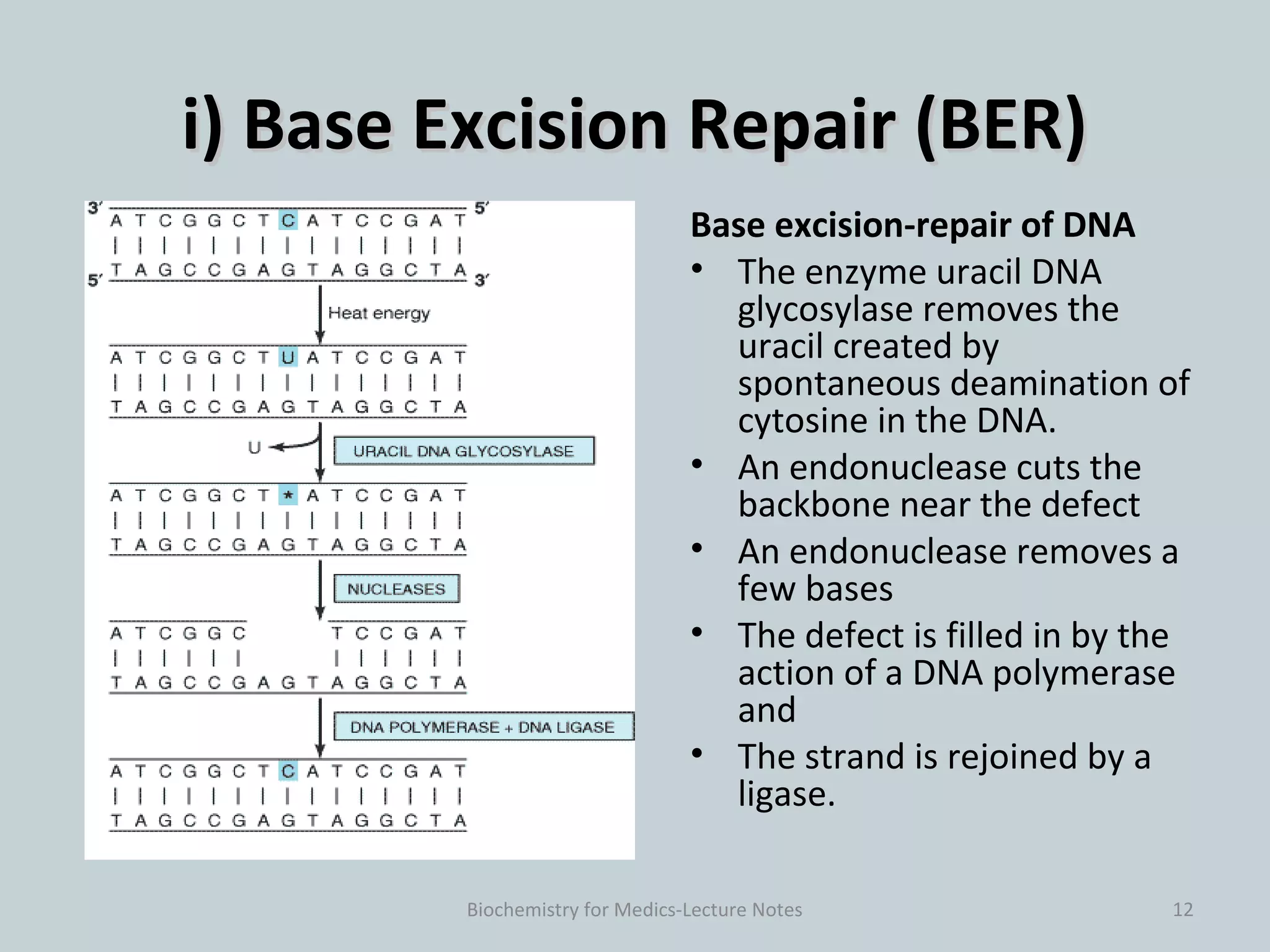 Dna damage and repair | PPT