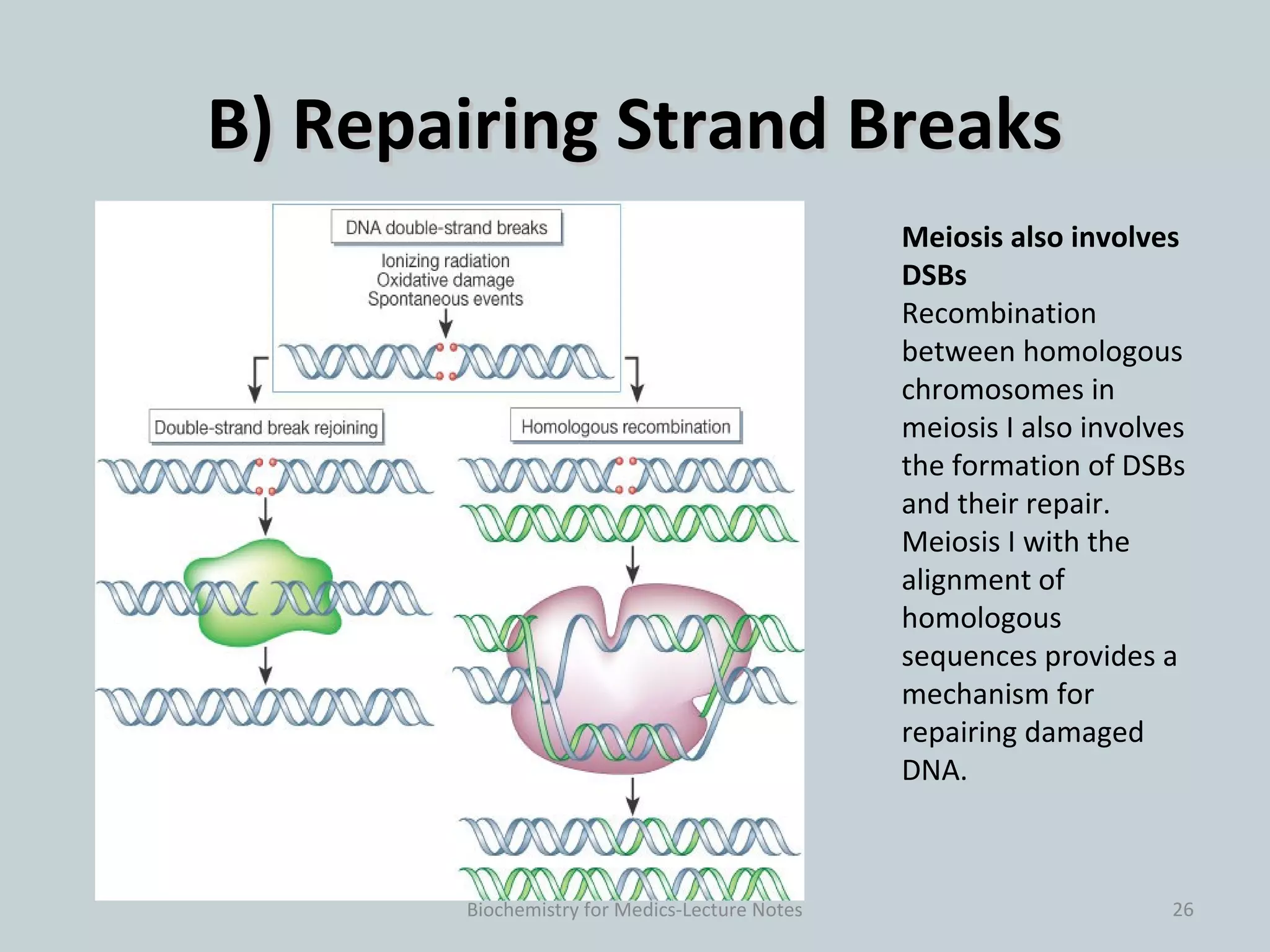Dna damage and repair | PPT