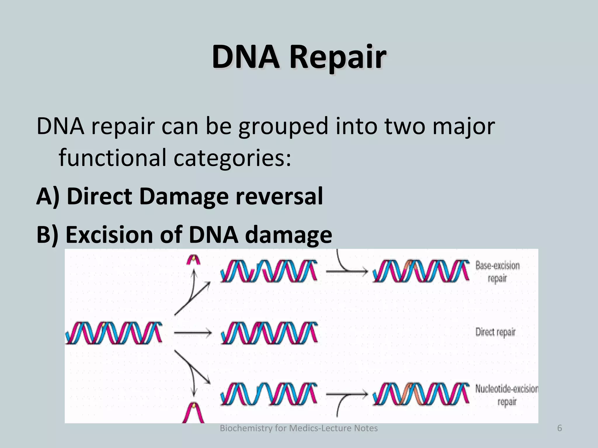 Dna damage and repair | PPT