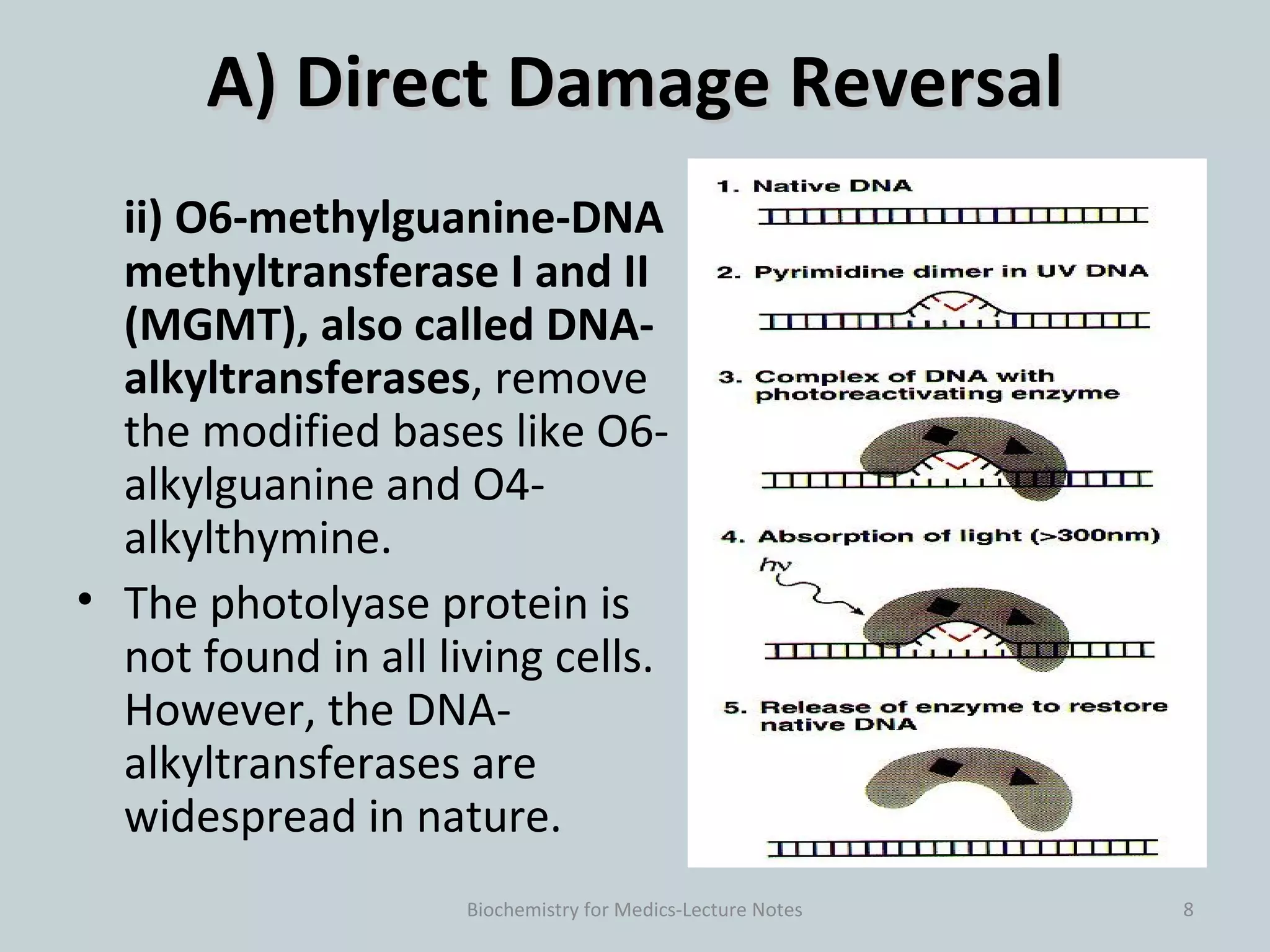 Dna damage and repair | PPT