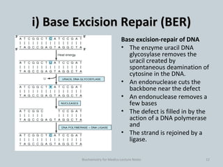Dna damage and repair | PPT