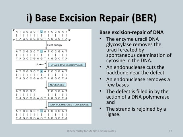 Dna damage and repair | PPT