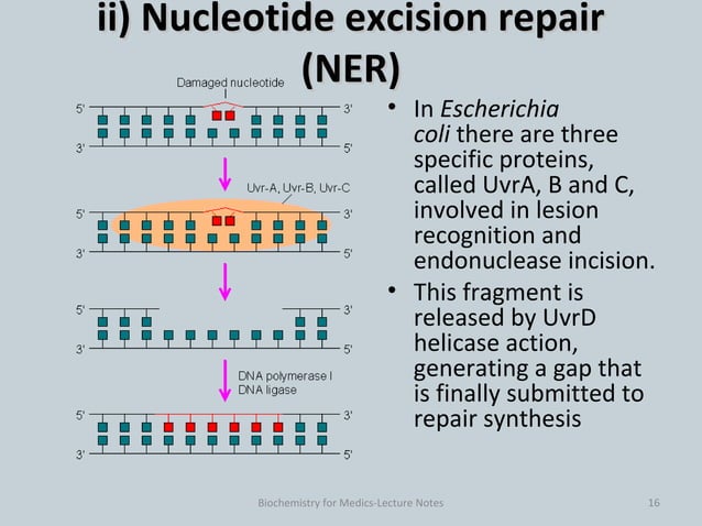 Dna damage and repair | PPT