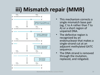 Dna damage and repair | PPT