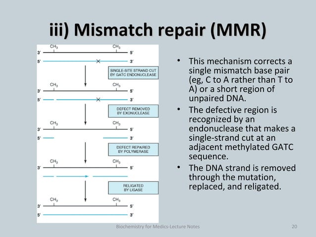 Dna damage and repair | PPT