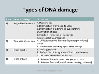 Dna damage and repair | PPT