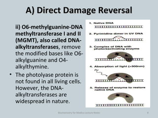 Dna damage and repair | PPT