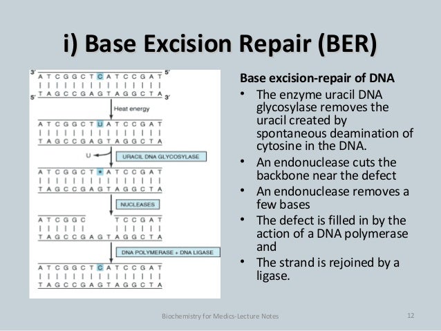Dna damage and repair