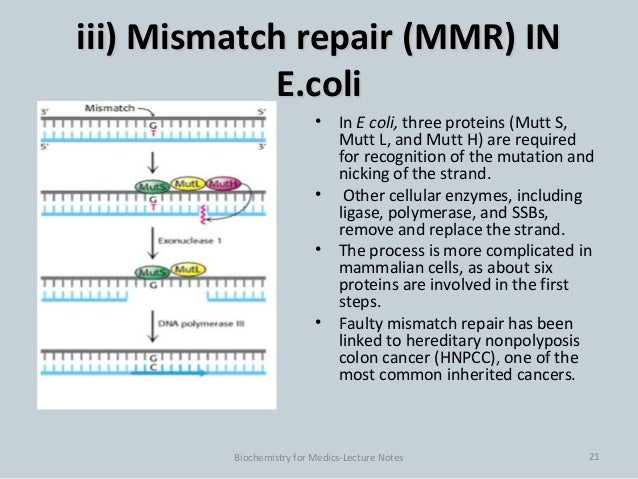 Dna damage and repair