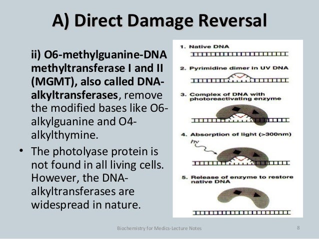 Dna damage and repair