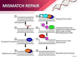 Dna damage and repair | PPTX