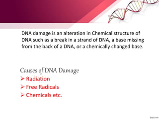 Dna damage and repair | PPTX