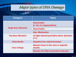 Dna damage and repair | PPTX