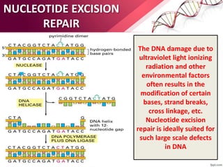Dna damage and repair | PPTX