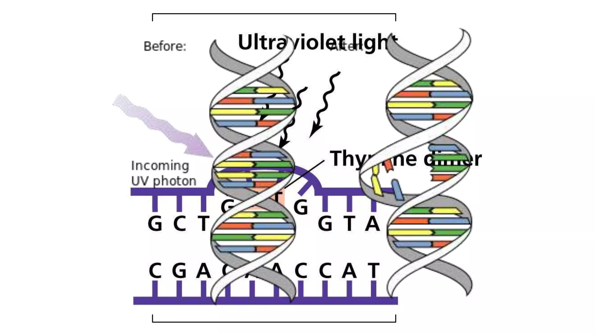 Dna damage and repair (Photoreactivation) | PPTX