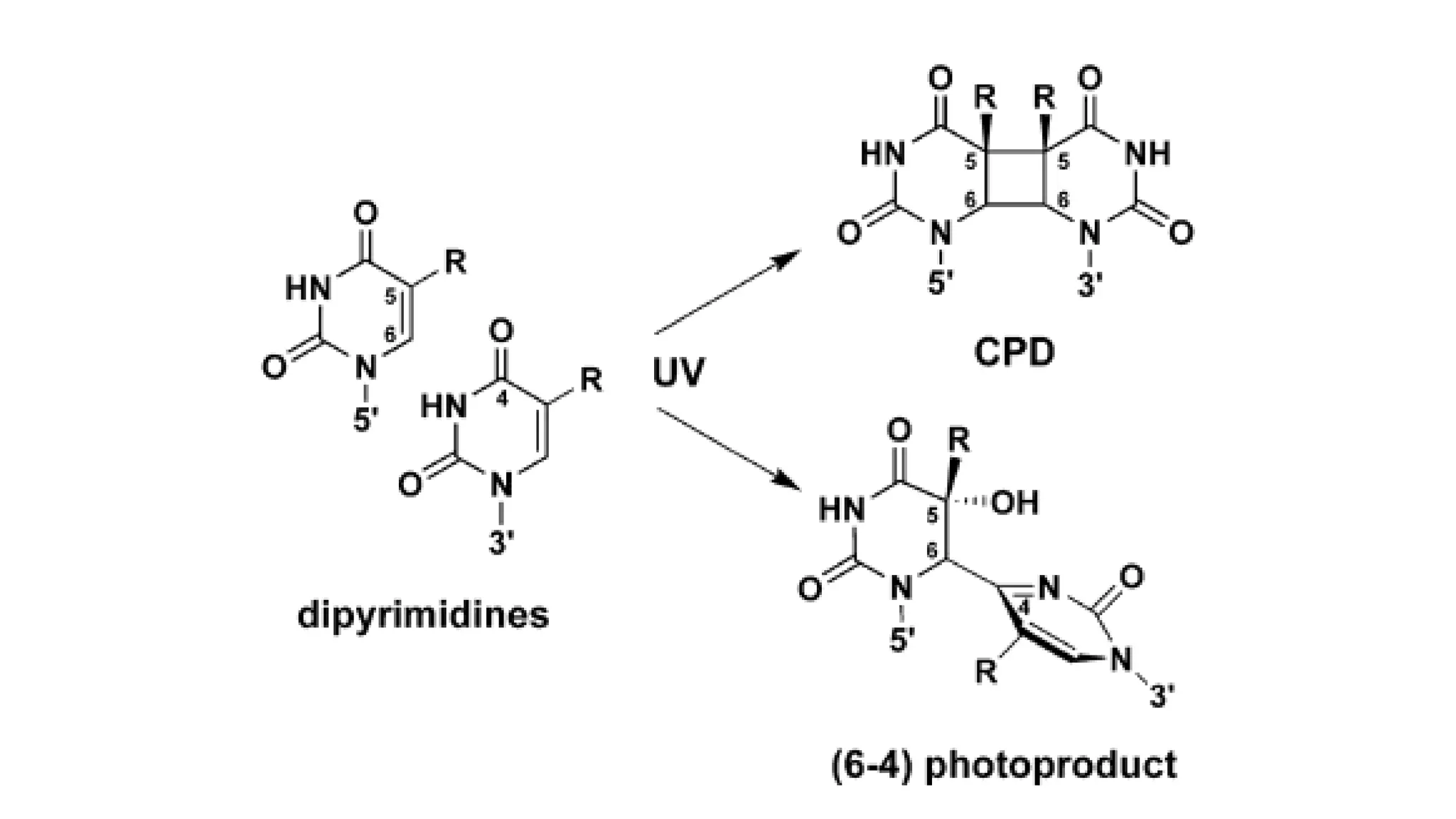 Dna damage and repair (Photoreactivation) | PPTX