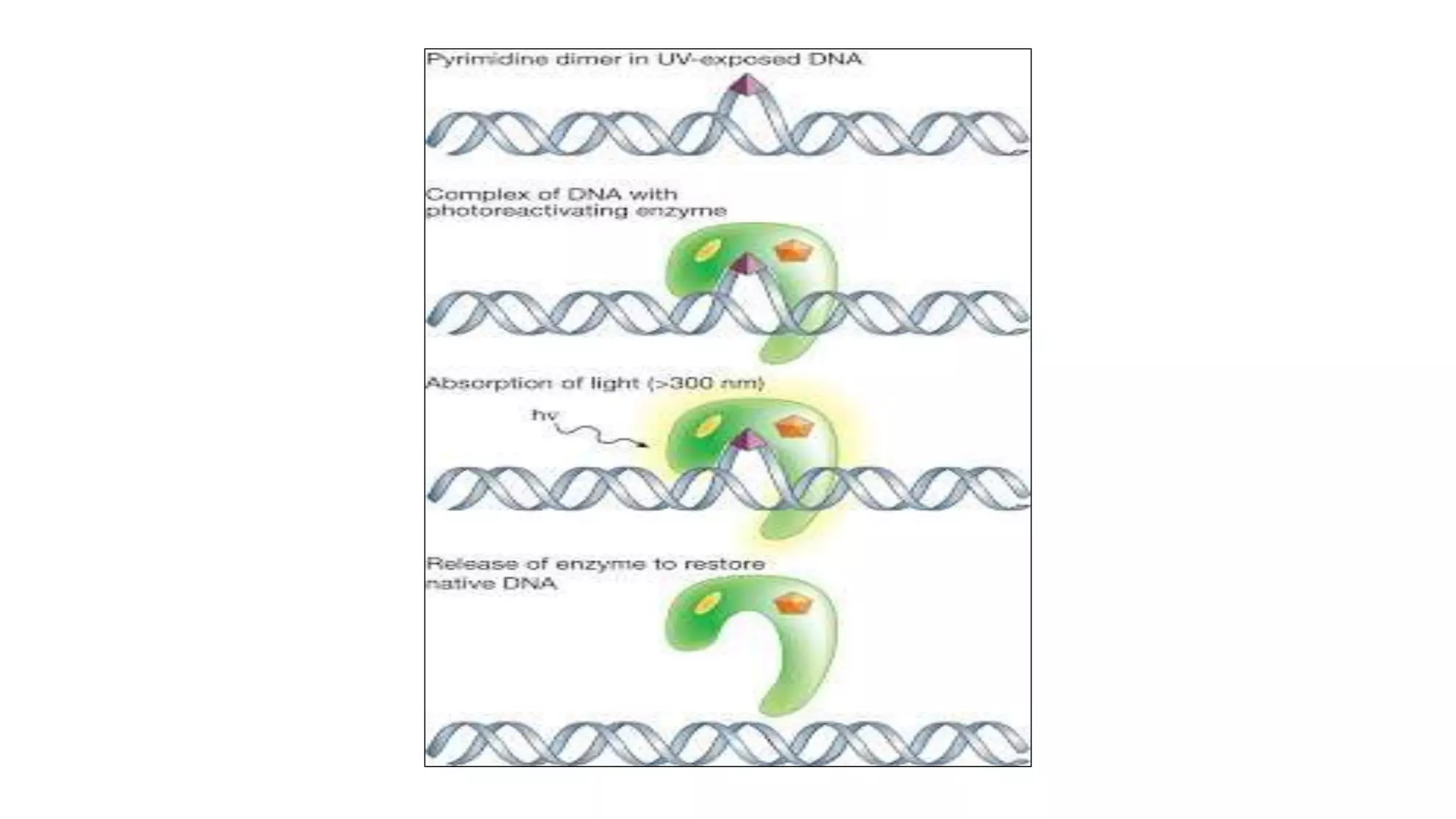 Dna damage and repair (Photoreactivation) | PPTX