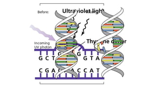 Dna damage and repair (Photoreactivation) | PPTX