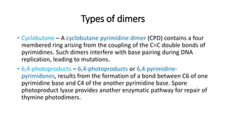 Dna damage and repair (Photoreactivation) | PPTX