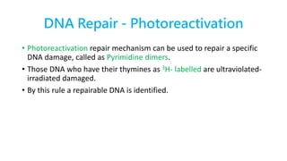 Dna damage and repair (Photoreactivation) | PPTX