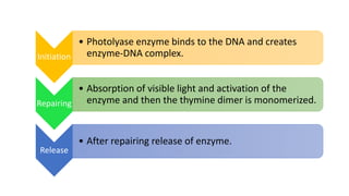 Dna damage and repair (Photoreactivation) | PPTX