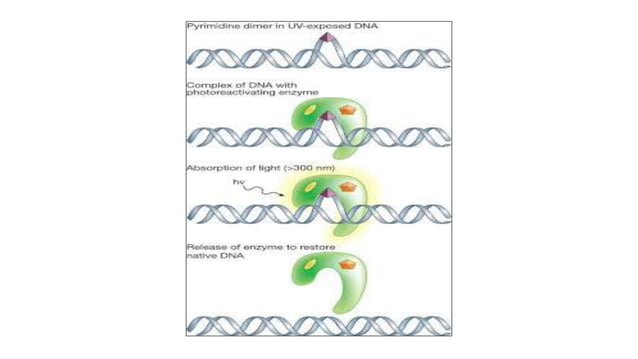 Dna damage and repair (Photoreactivation) | PPTX