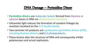 Thymine Dimer Mutation