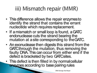 Dna damage and repair | PPTX