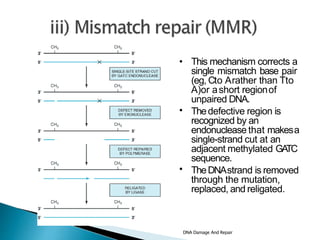 Dna damage and repair | PPTX