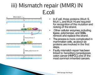 Dna damage and repair | PPTX