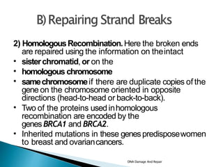 Dna damage and repair | PPTX