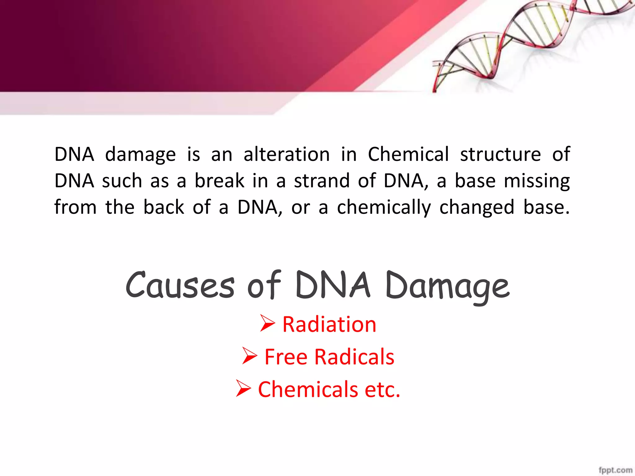 DNA damage and repair | PPTX