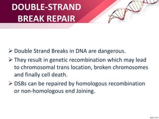 DNA damage and repair | PPTX