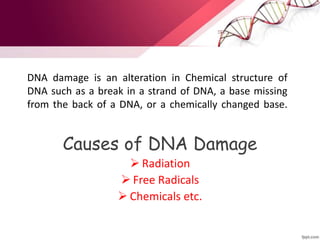 DNA damage and repair | PPTX
