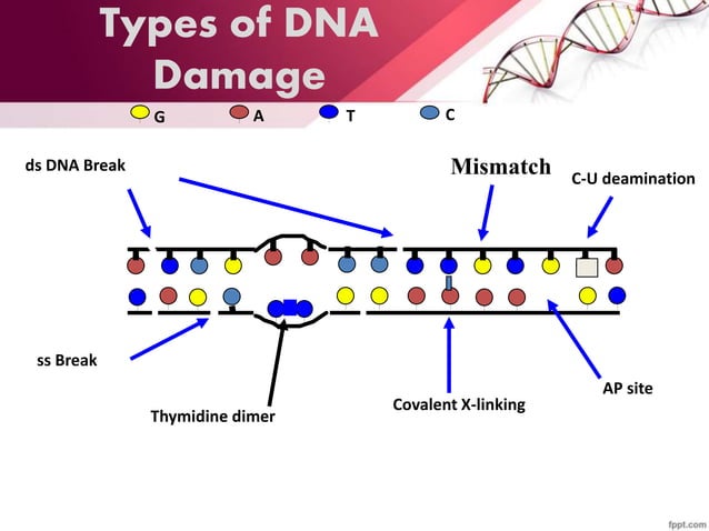 DNA damage and repair | PPT